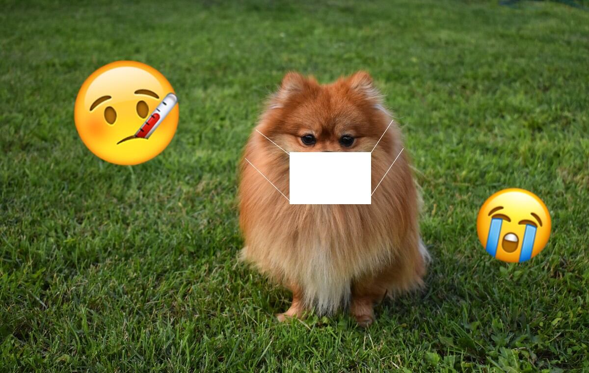 Se confirma el primer perro infectado de Coronavirus | De10 Sports