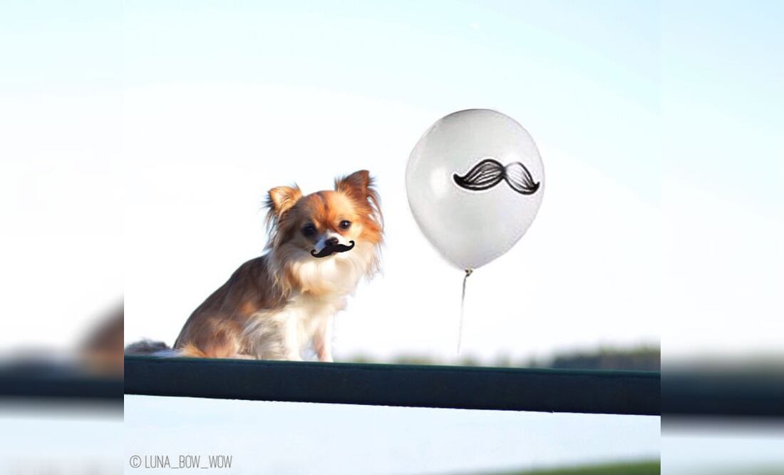 10 perros con bigote que te explican qué es 'Movember' | De10 Sports