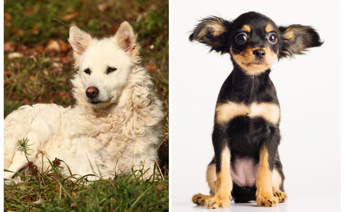 Estas son las dos nuevas razas de perro puras reconocidas por el AKC Estas son las dos nuevas razas de perro puras reconocidas por el AKC