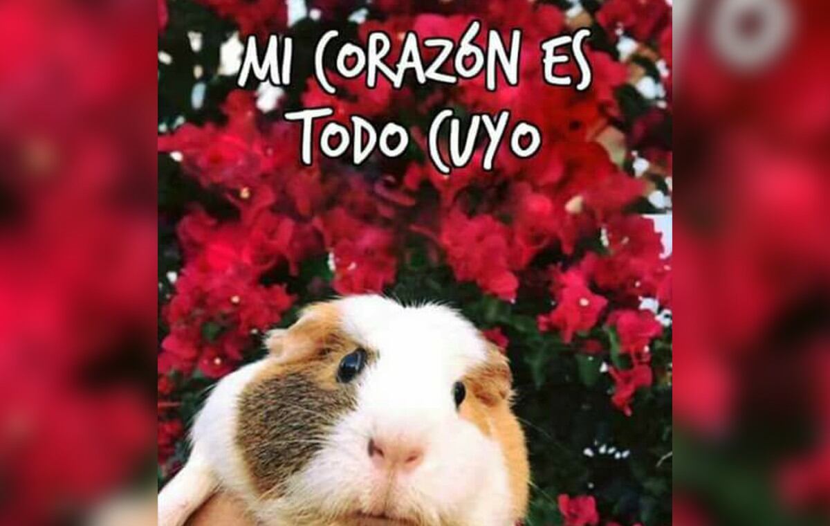 Más de 10 memes que los amantes de los cuyos entenderán | De10 Sports