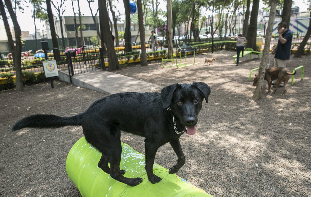 10 parques para perros en la CDMX y Área Metropolitana